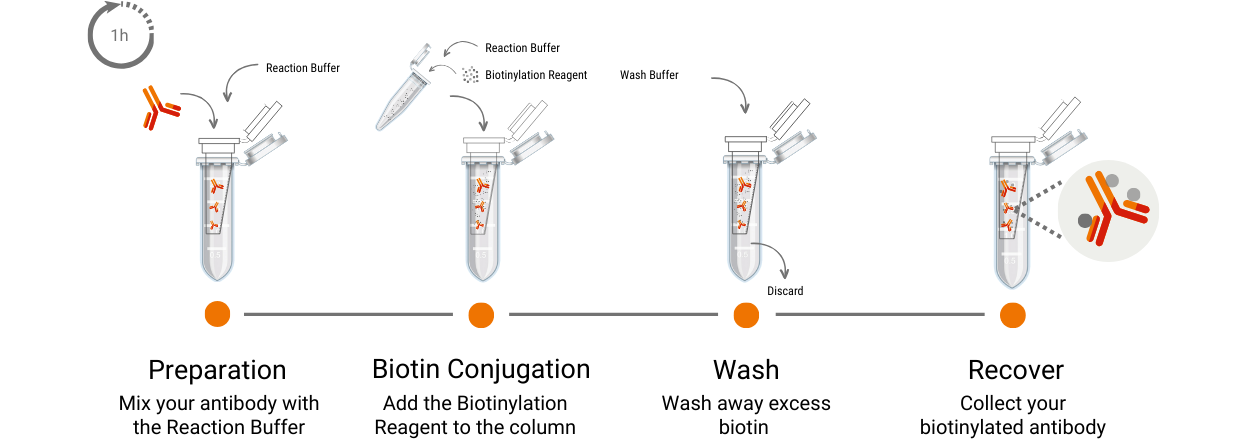 BiotinPure™ Antibody Biotinylation Kit - Kromnigon